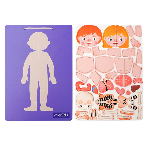 mierEdu - Magnetic Pad - Human Anatomy - Johnco